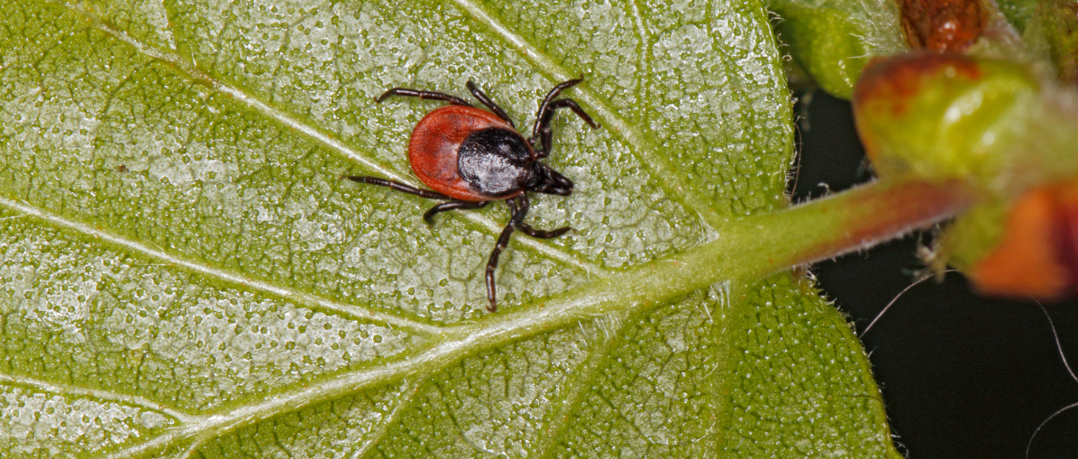Suomen Luonto - Borrelioosi