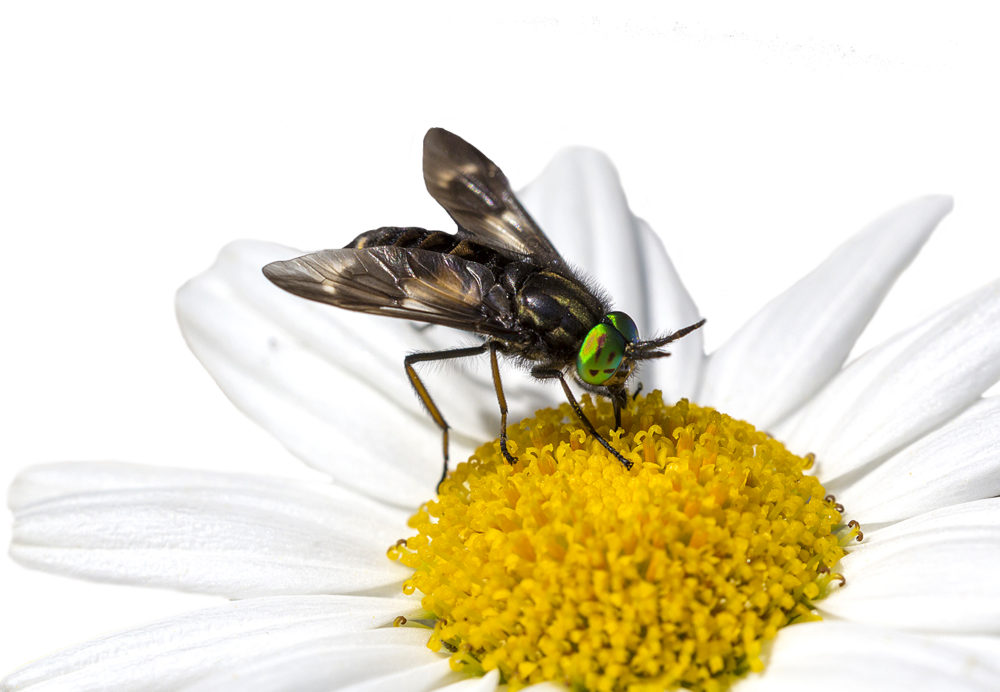 Lajikoulu: Tutustu paarmoihin