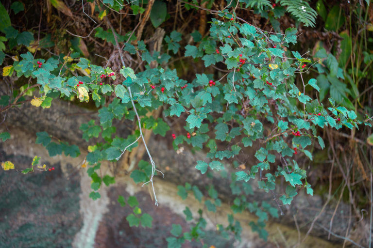 taikinamarja-vallisaari-anna-tuominen