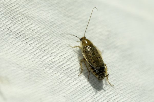lapintorakka