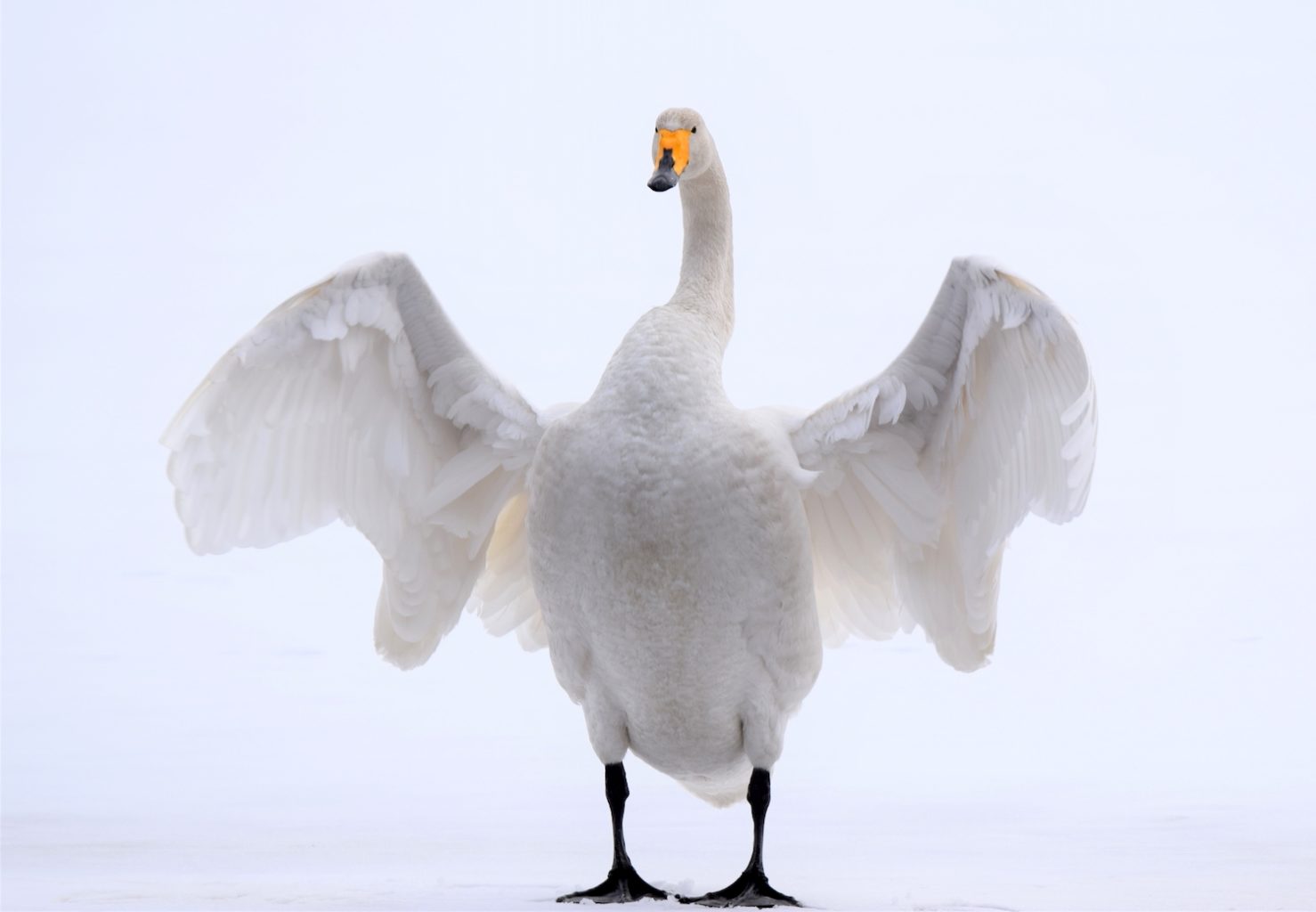 Kirja, joka pelasti laulujoutsenen