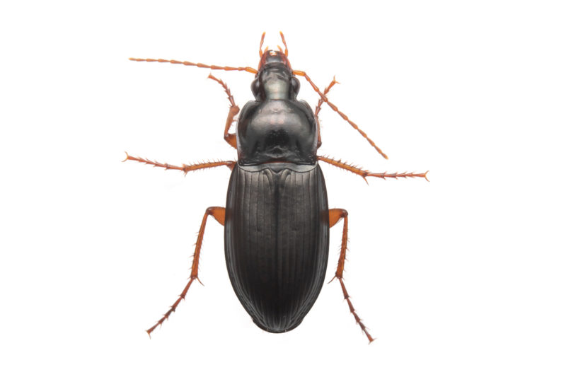 Calathus erratus -kampakiitäjäislaji