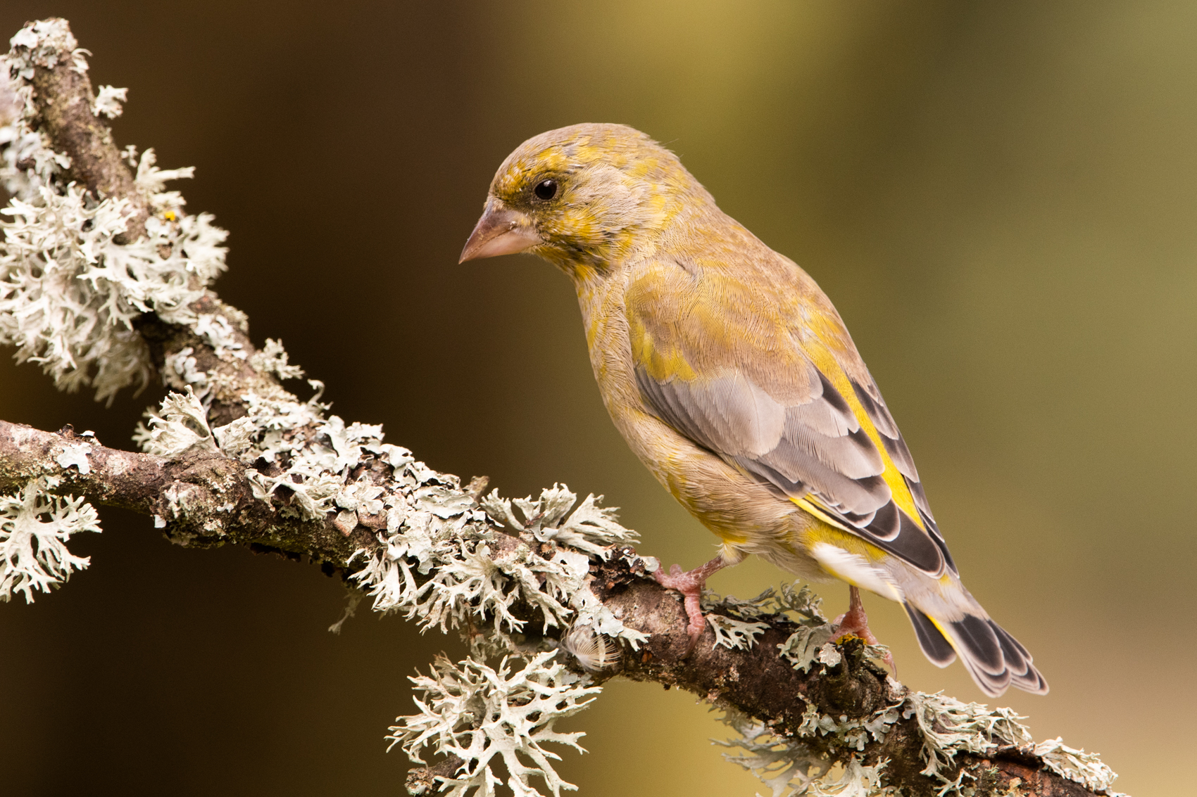 Suomen Luonto - Viherpeippo
