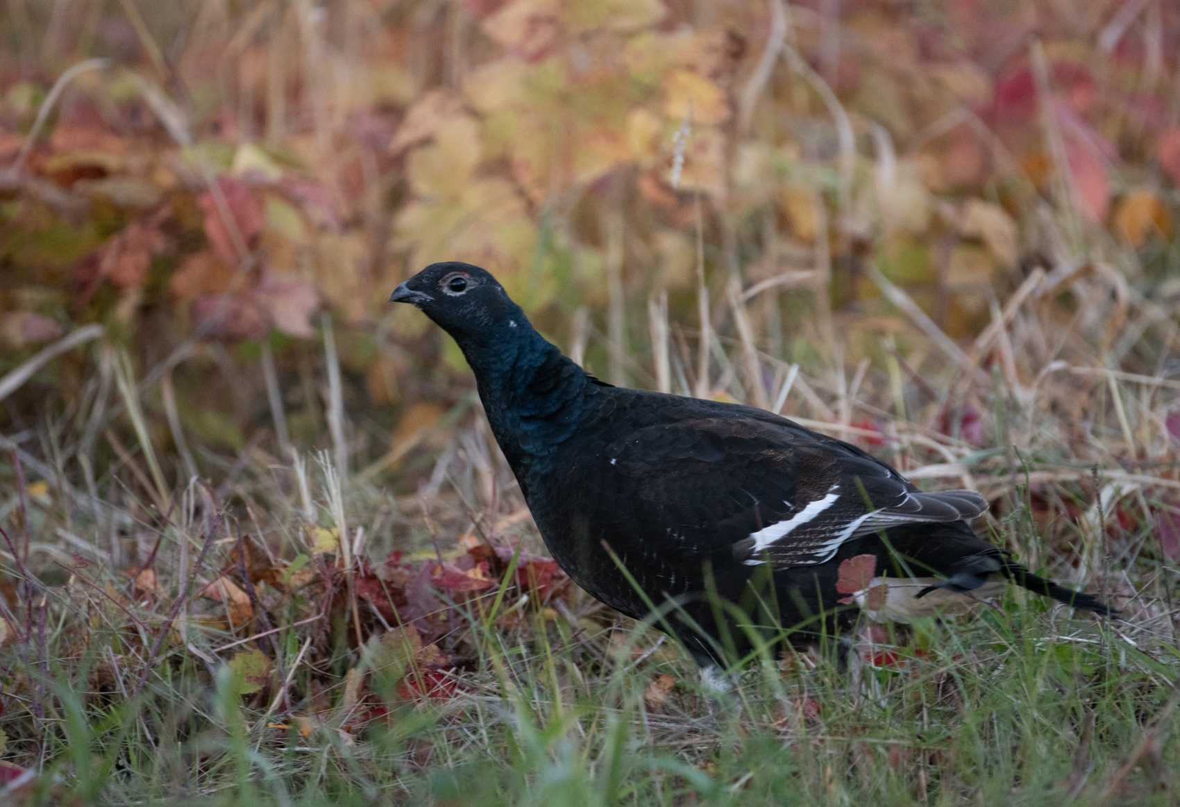 Täysin peloton teeri yllätti