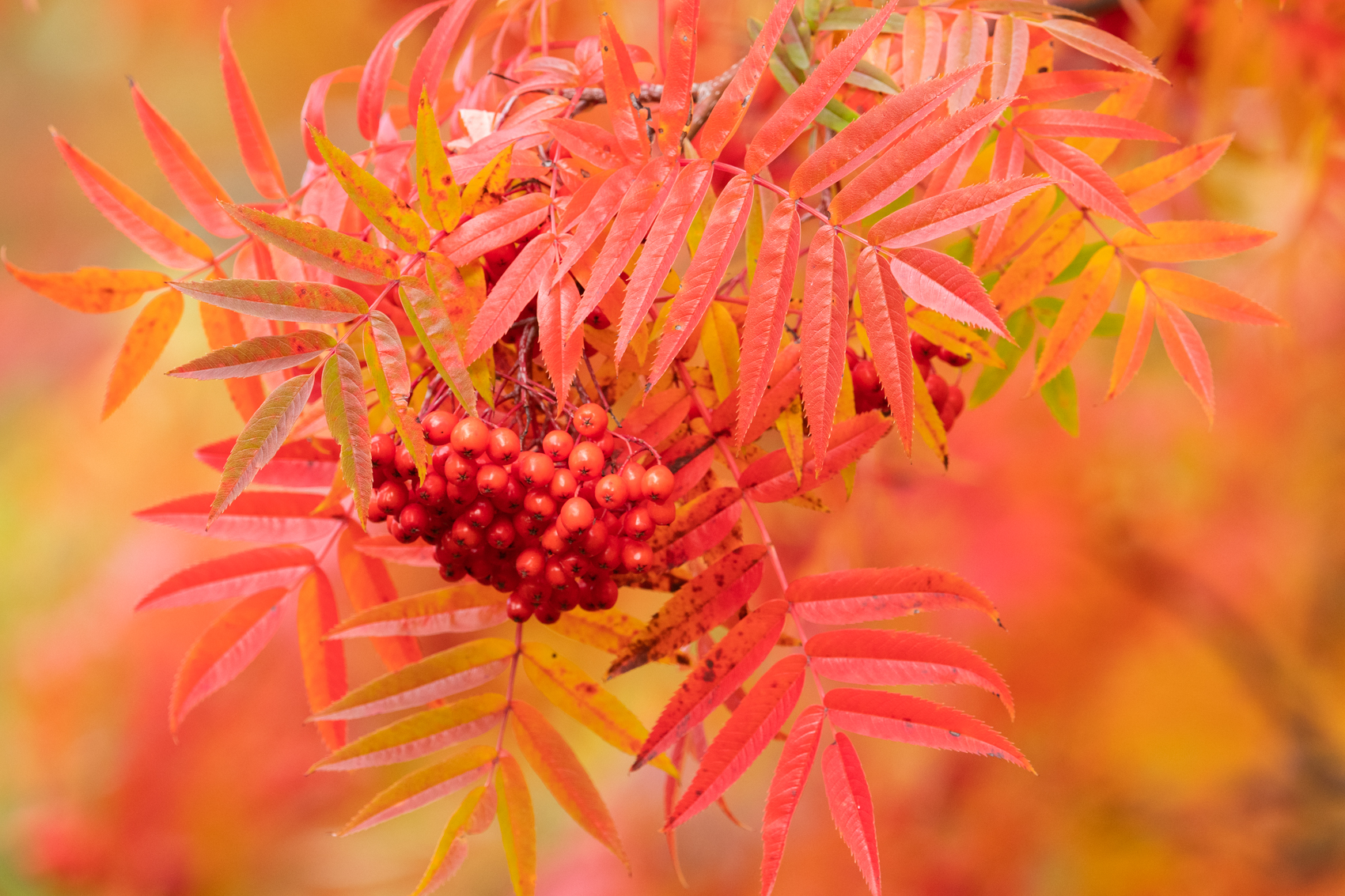 Kalevalan pyhä pihlaja