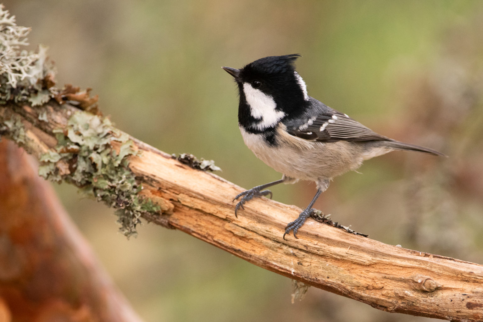 Suosikkilintuni, pieni kuusitiainen