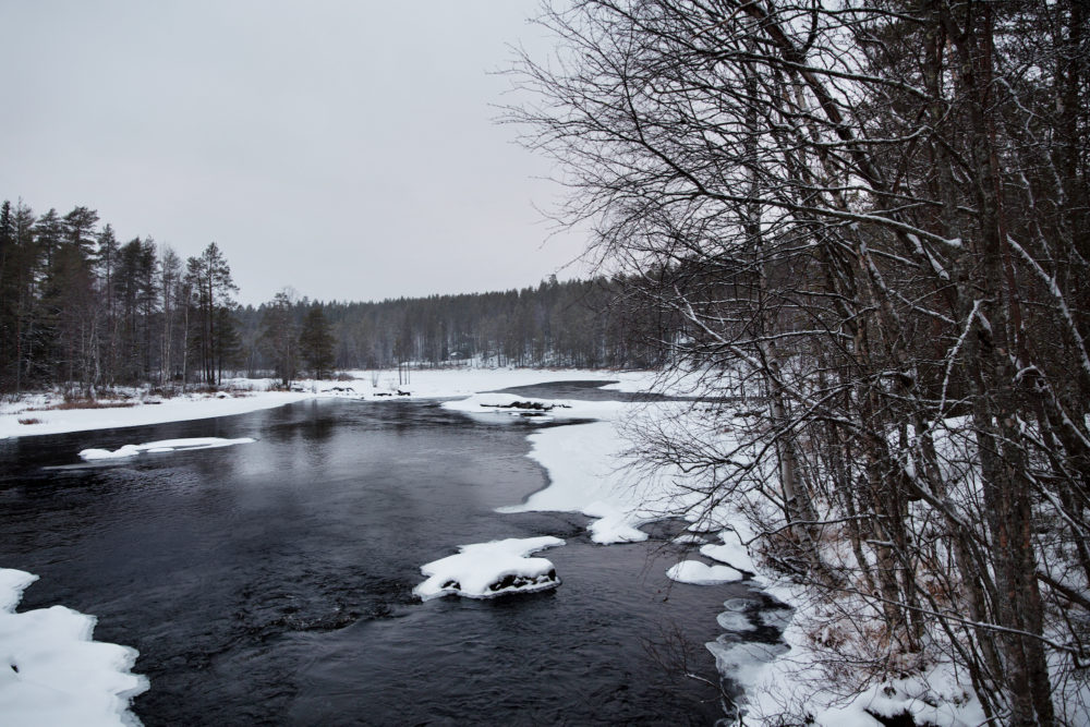 Lajia etsimässä: Unohdettu hilleri