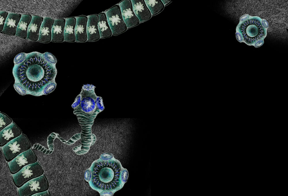 Loisiminen on luonnollista