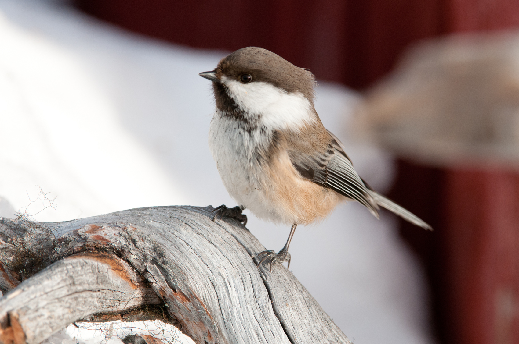 Lapintiainen on valmis talveen
