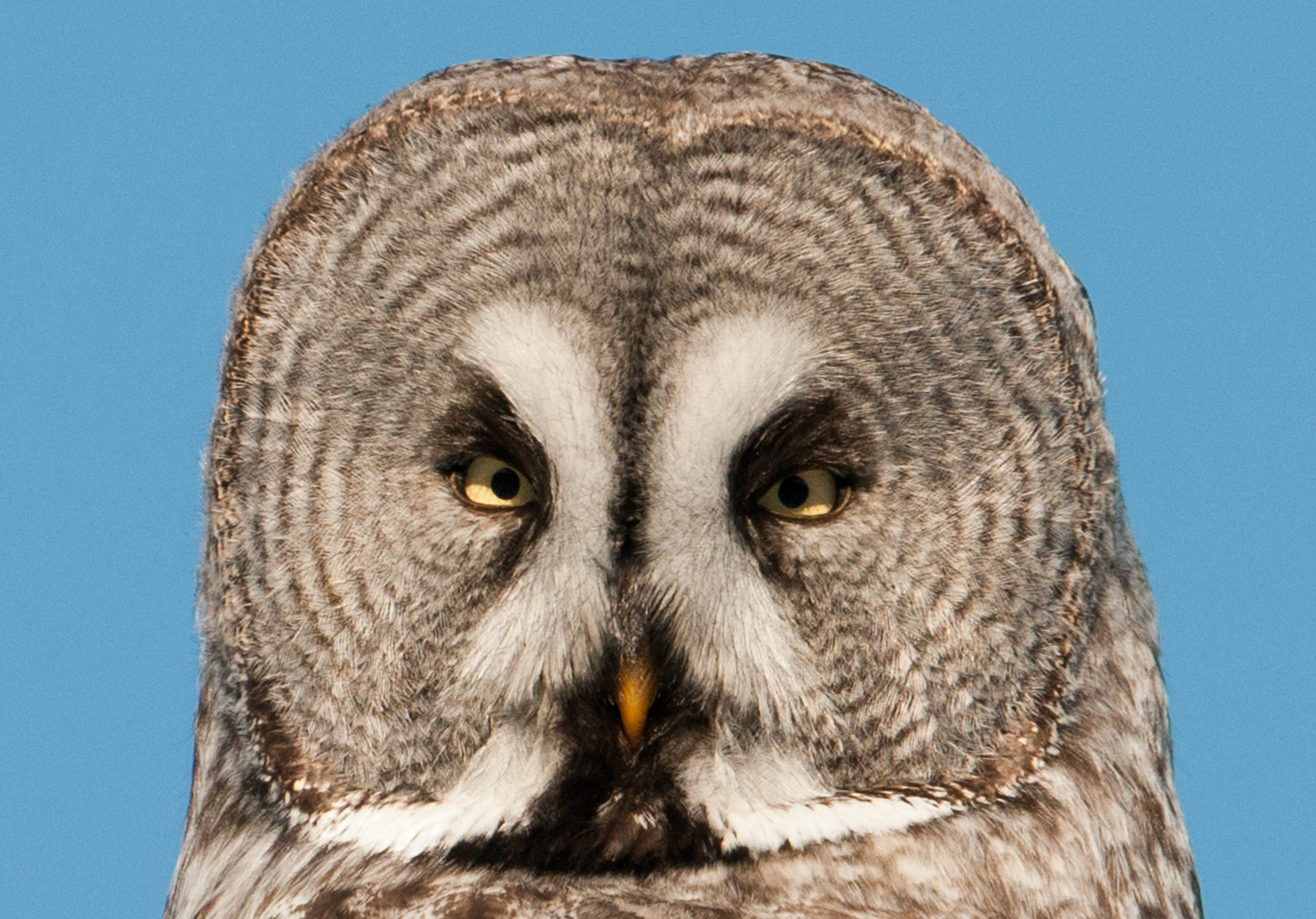 Suomen Luonto - Pollot