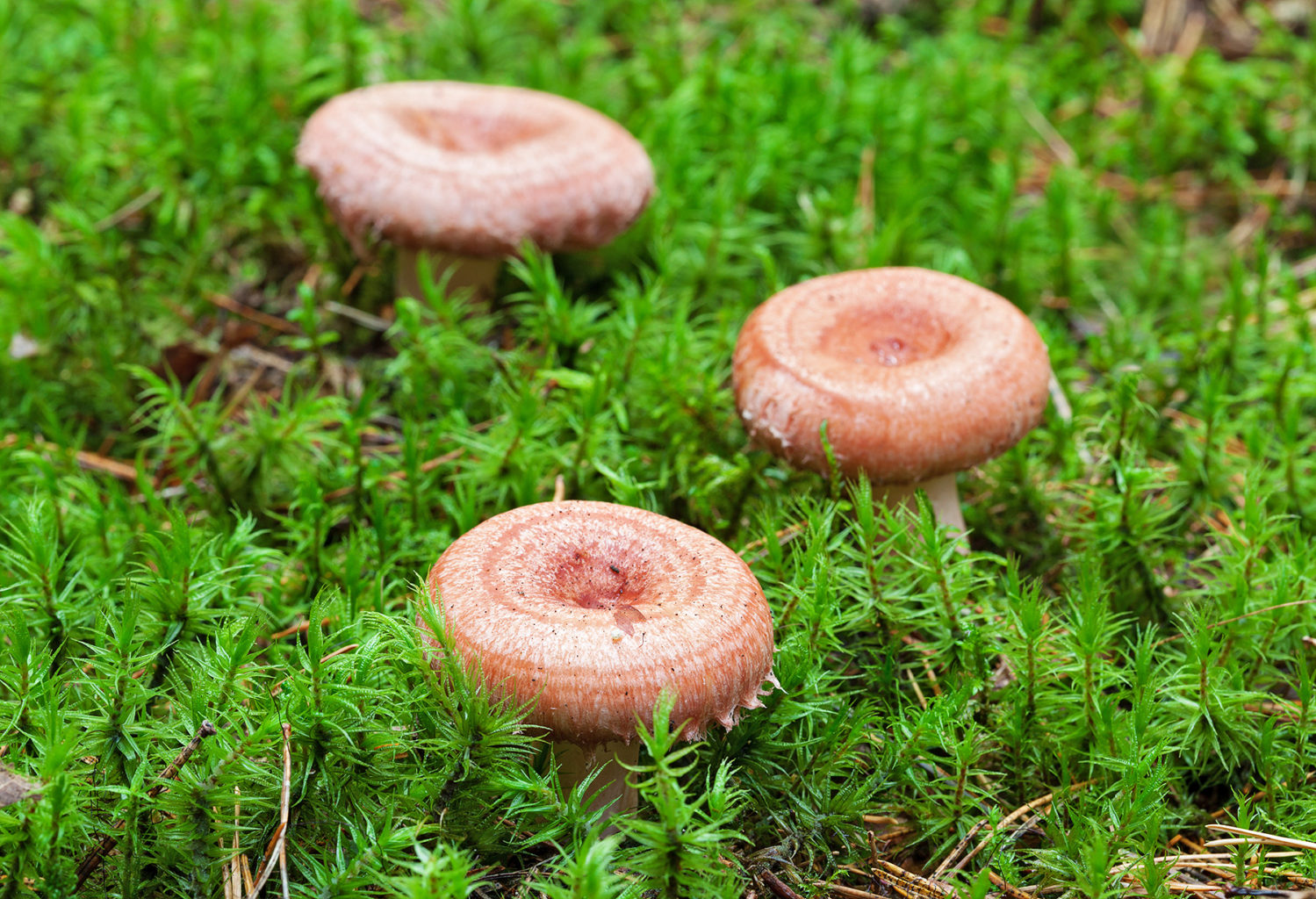 Lajikoulu: Tunnista rouskut