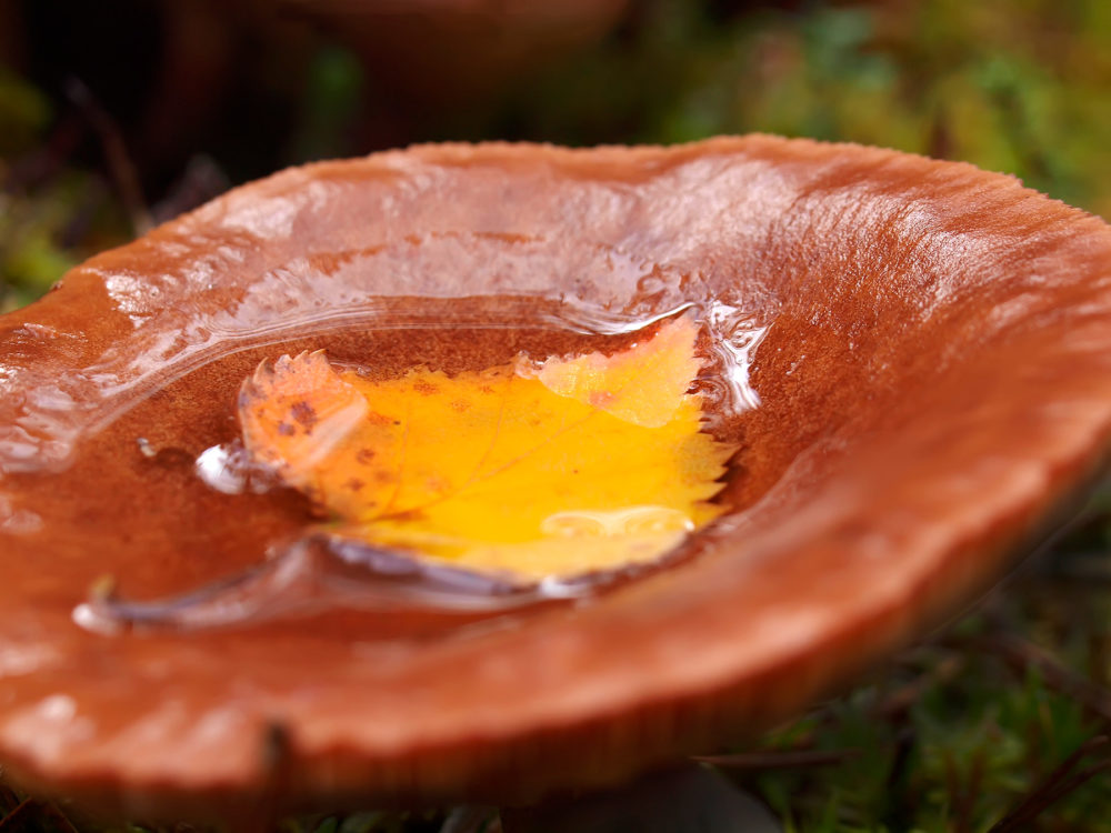 Lajikoulu: Tunnista rouskut