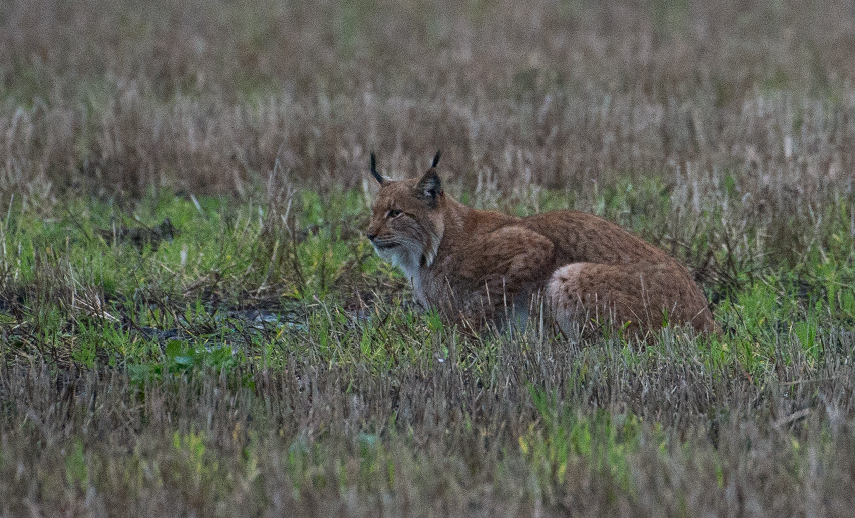 Ilves aina haaveissa