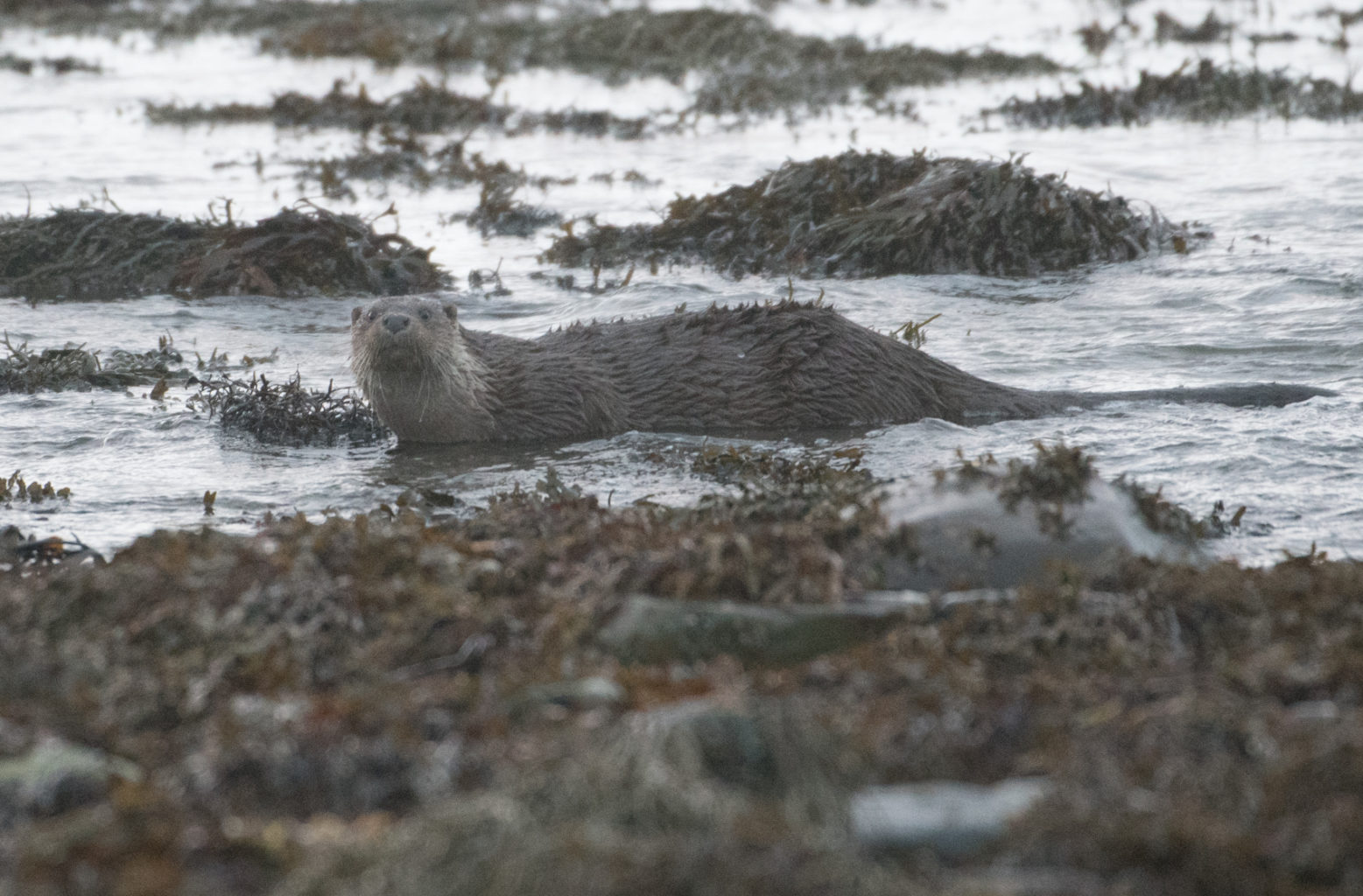 Leikkisä saukko Jäämerellä vähän ennen kaamosta