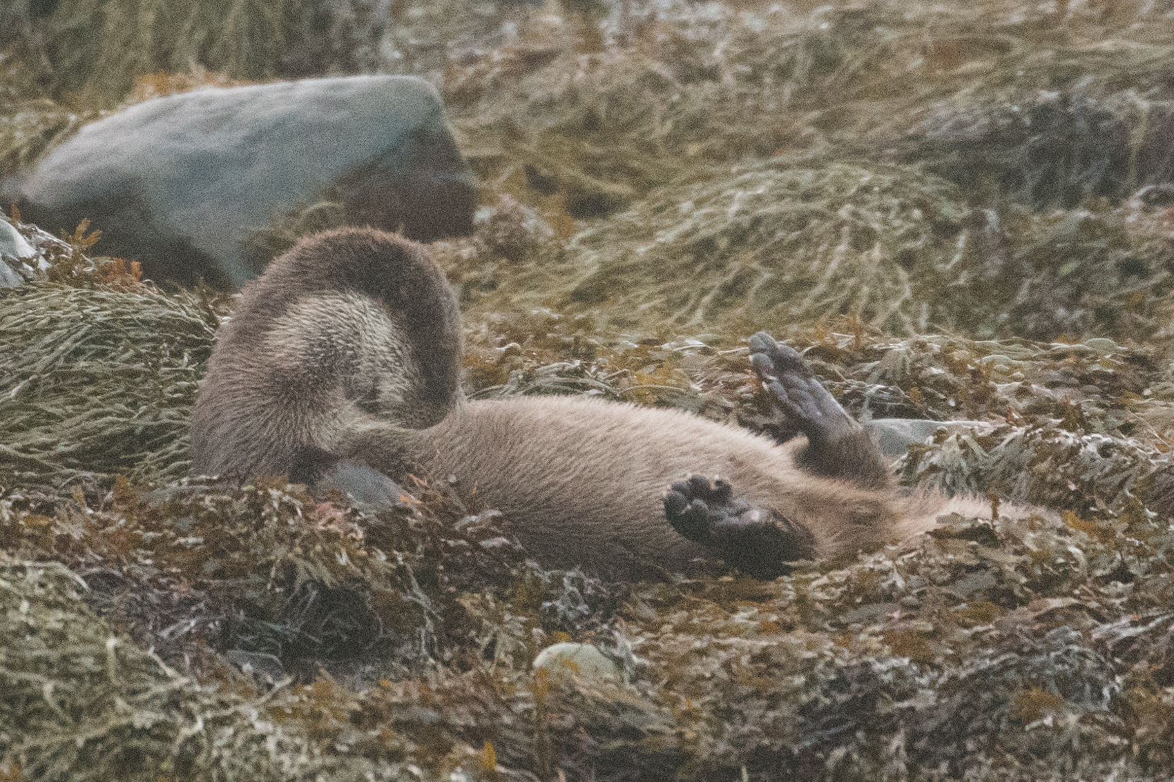 Leikkisä saukko Jäämerellä vähän ennen kaamosta