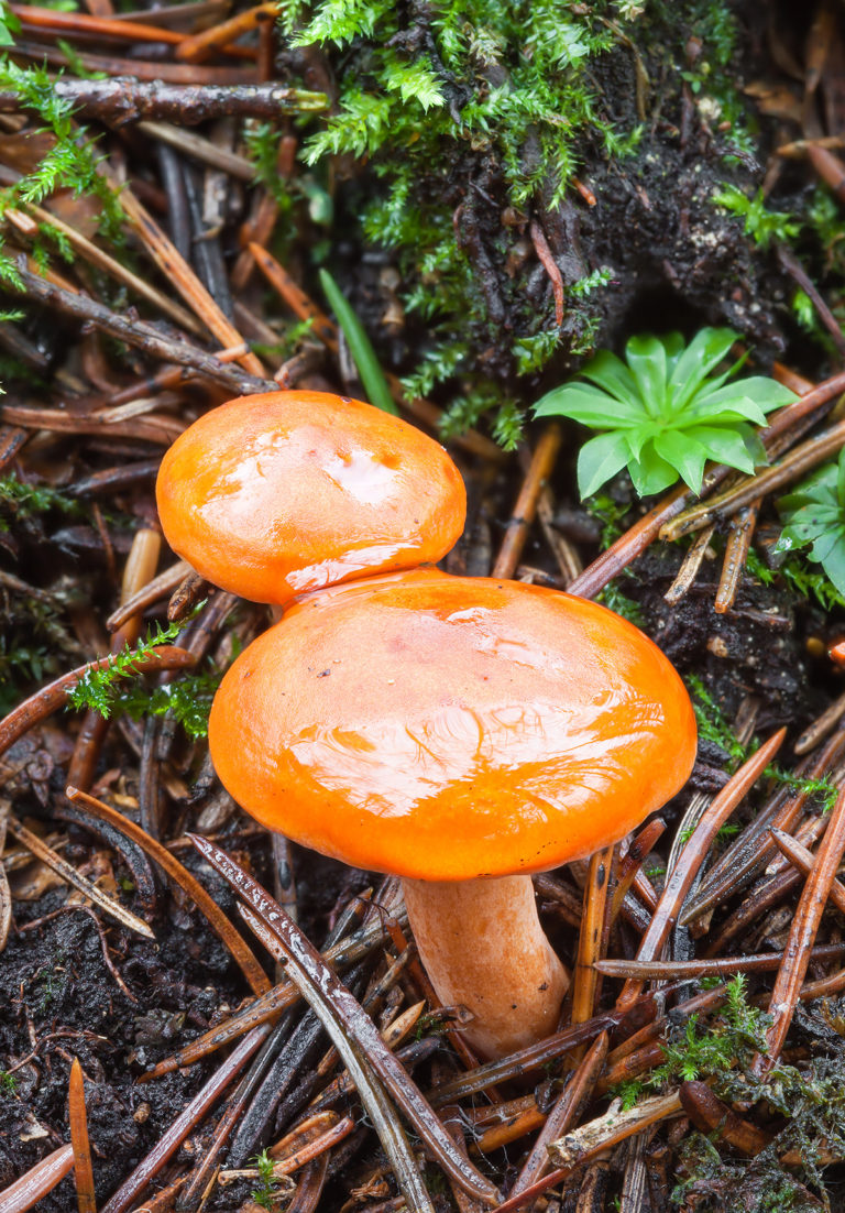 Lajikoulu: Tunnista rouskut