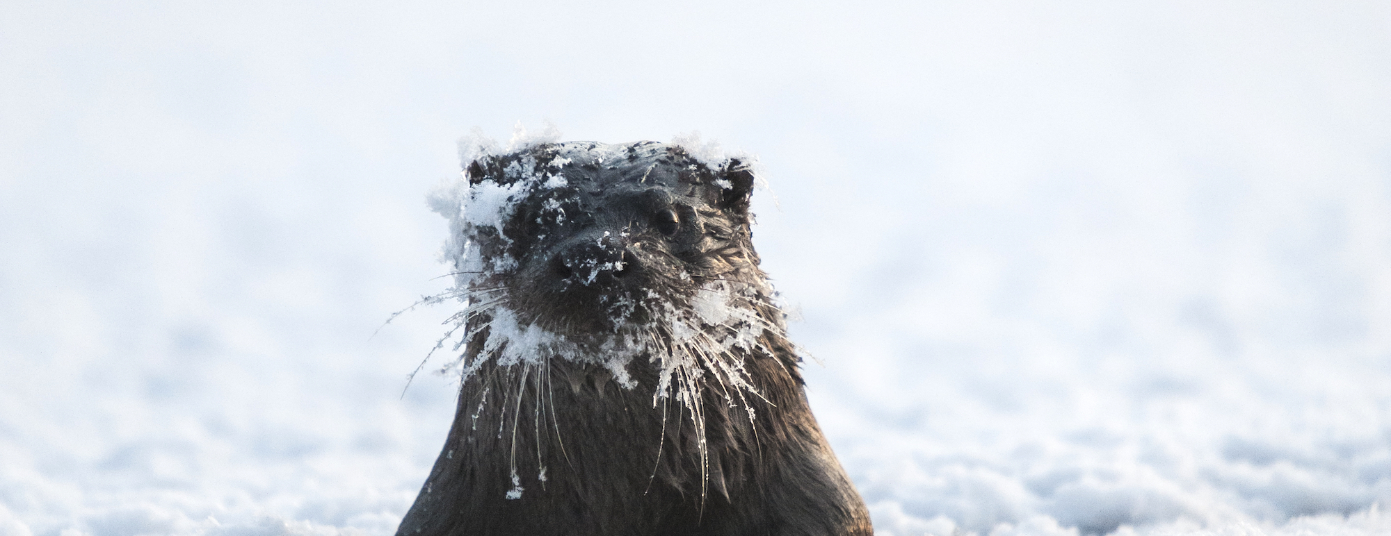 Suomen Luonto - Saukko