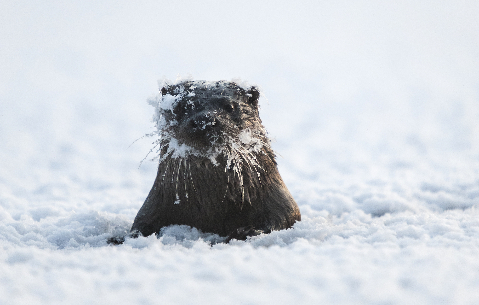Ilmoita saukkohavaintosi!
