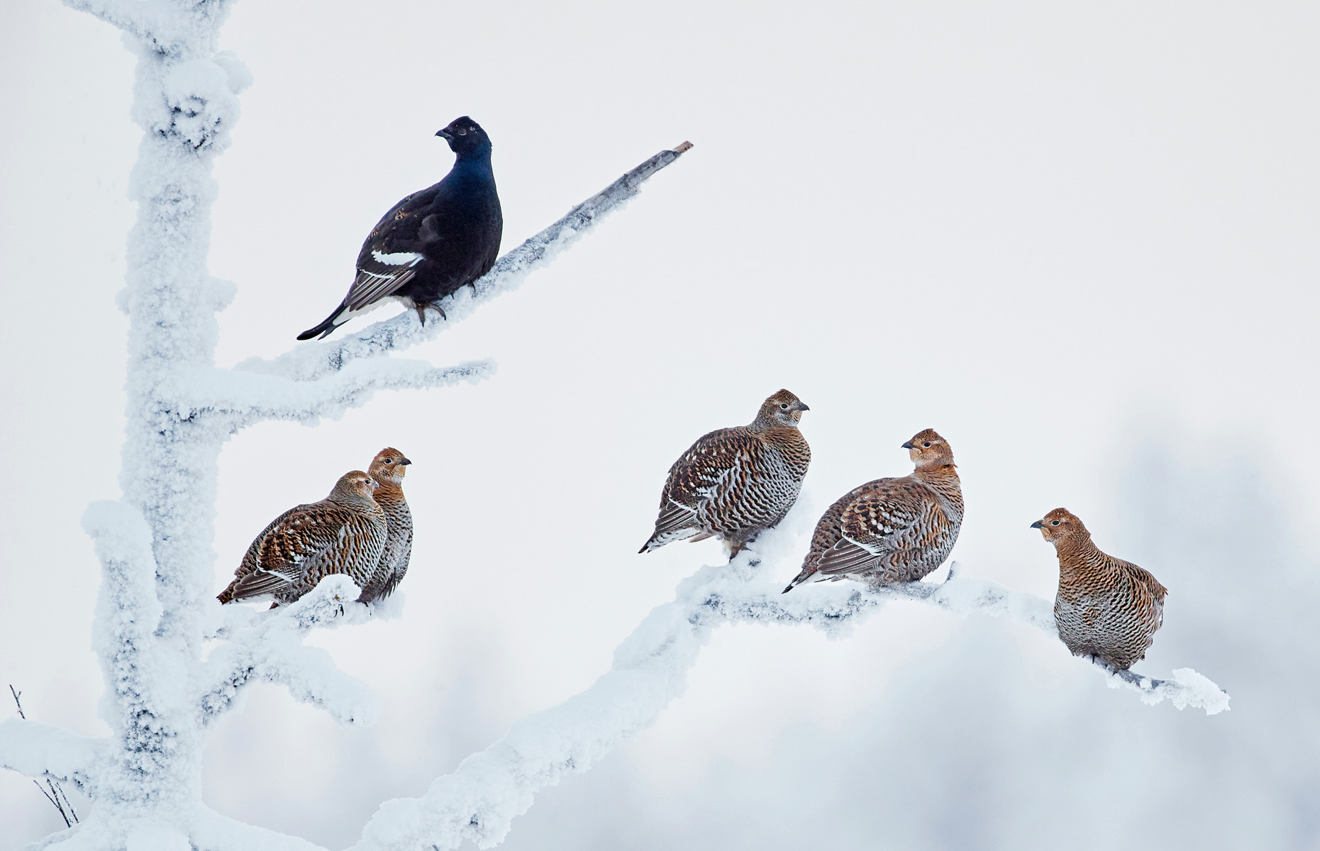 Teeri palasi Suomeen 6000 vuotta sitten – jääkauden jäljet näkyvät yhä ...