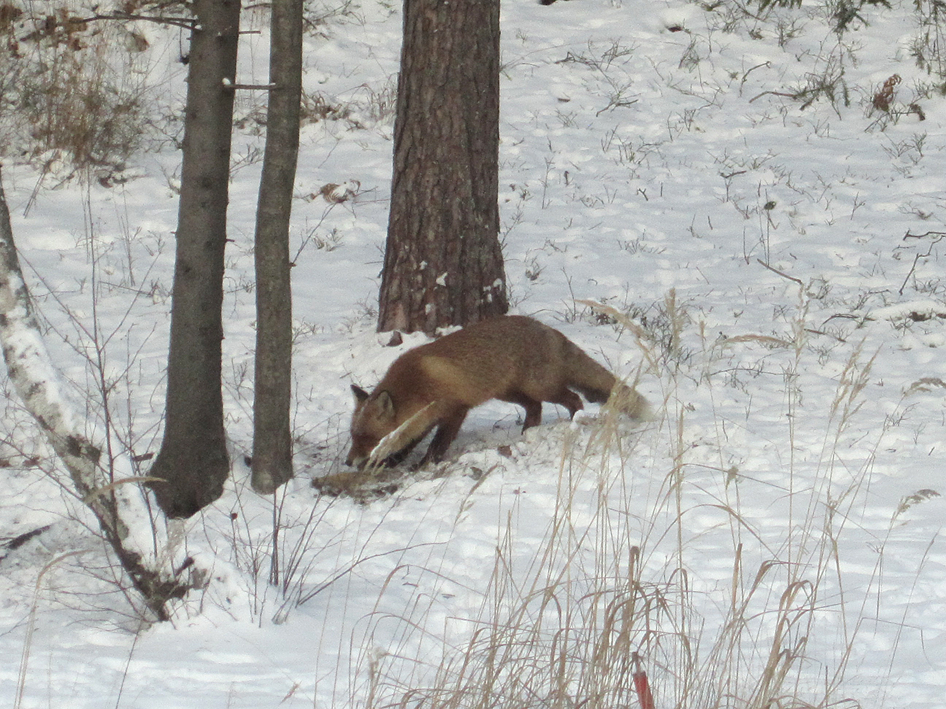 Kettu kauraa syömässä