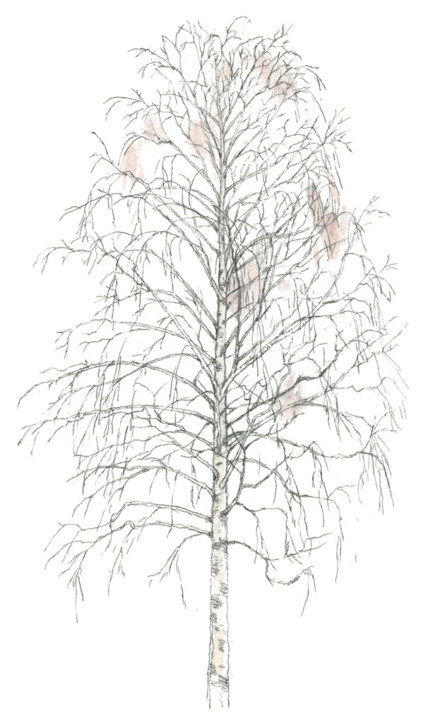A-rauduskoivu