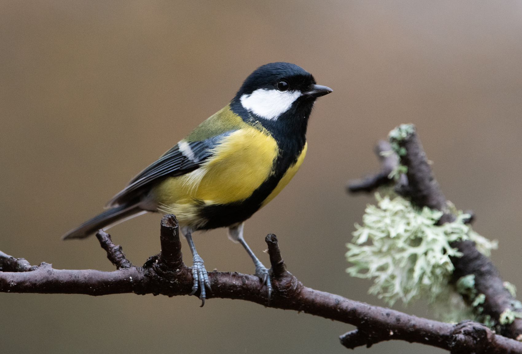 Ympäristöopin etätehtävä alakoululaisille, aiheena tiaiset