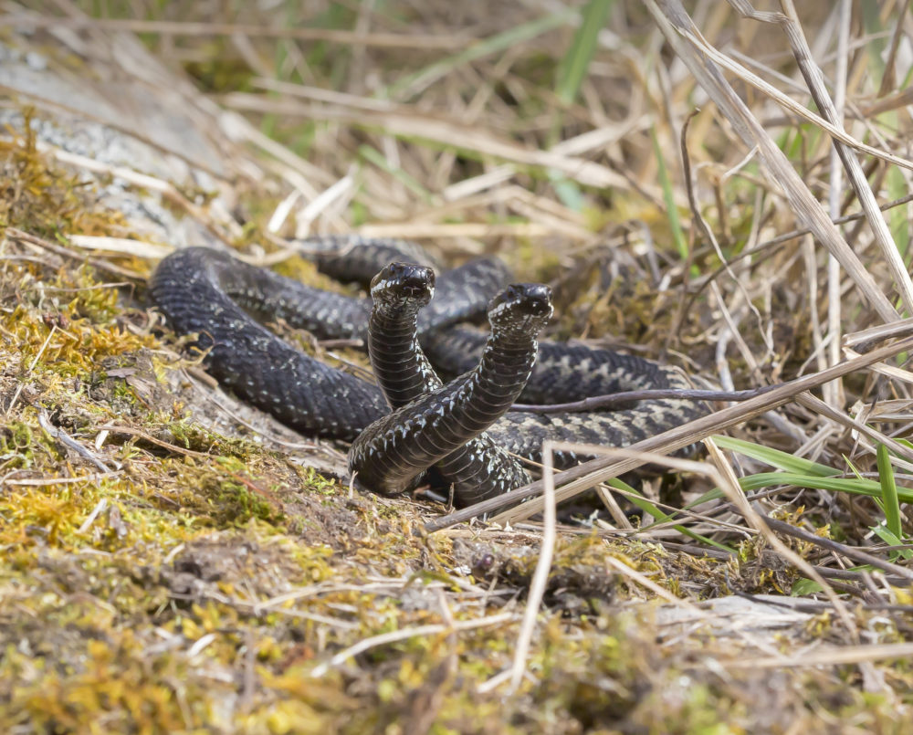 Kyiden kevätkarkelot