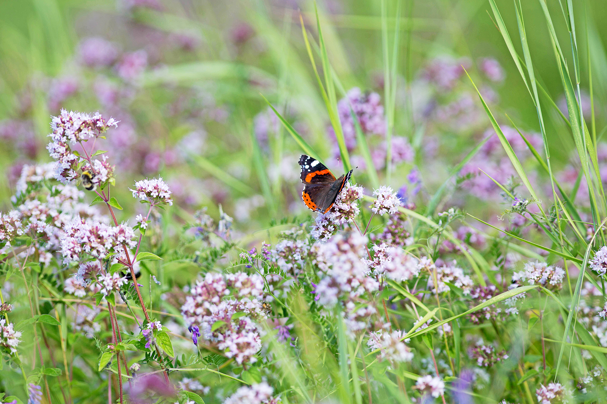 Suomen Luonto - Kasvit