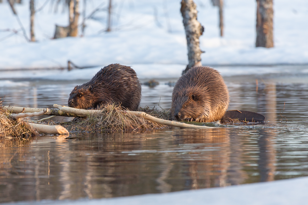 Majava ja väärin tehty monimuotoisuus