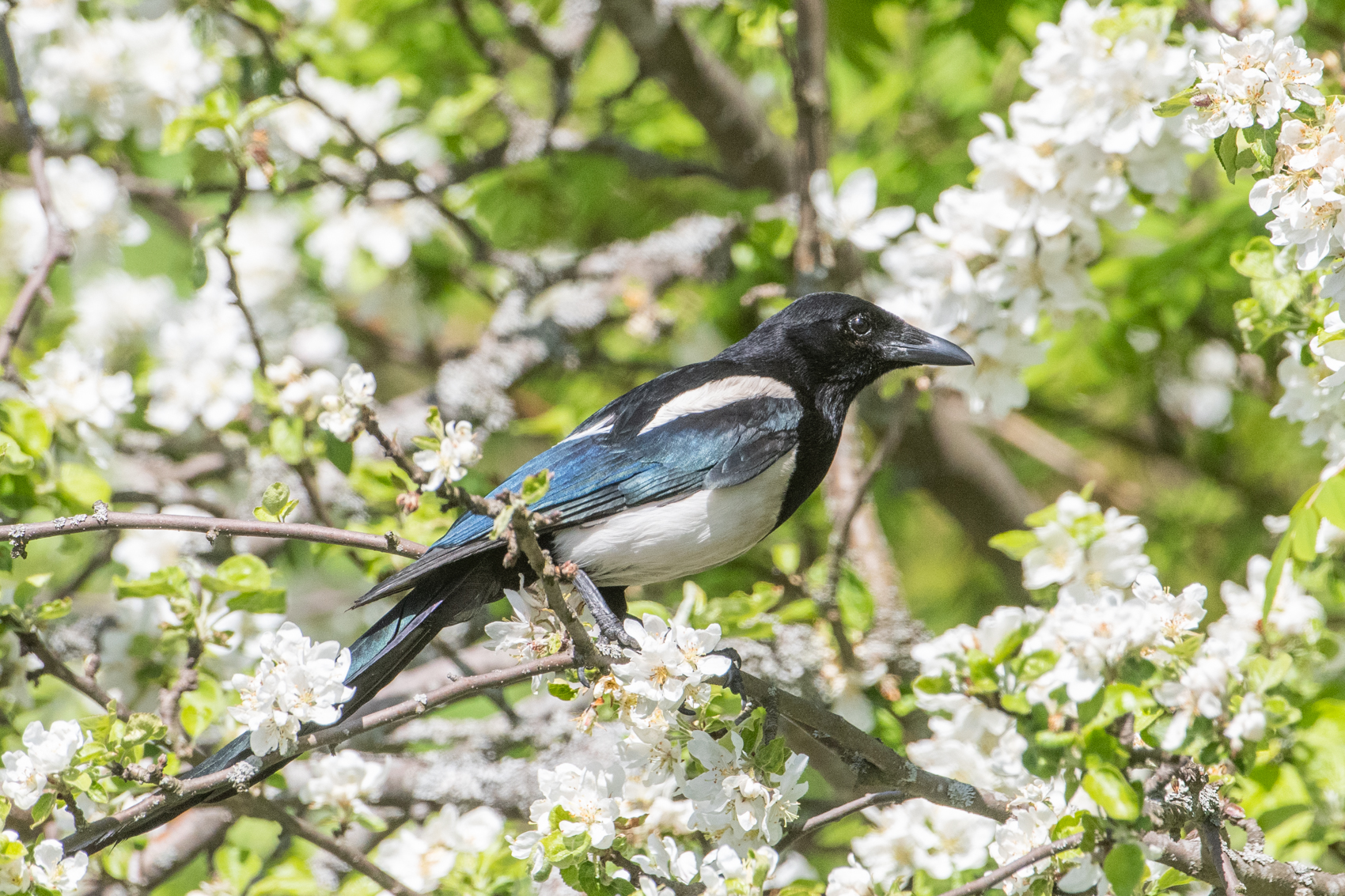Suomen Luonto - Harakka