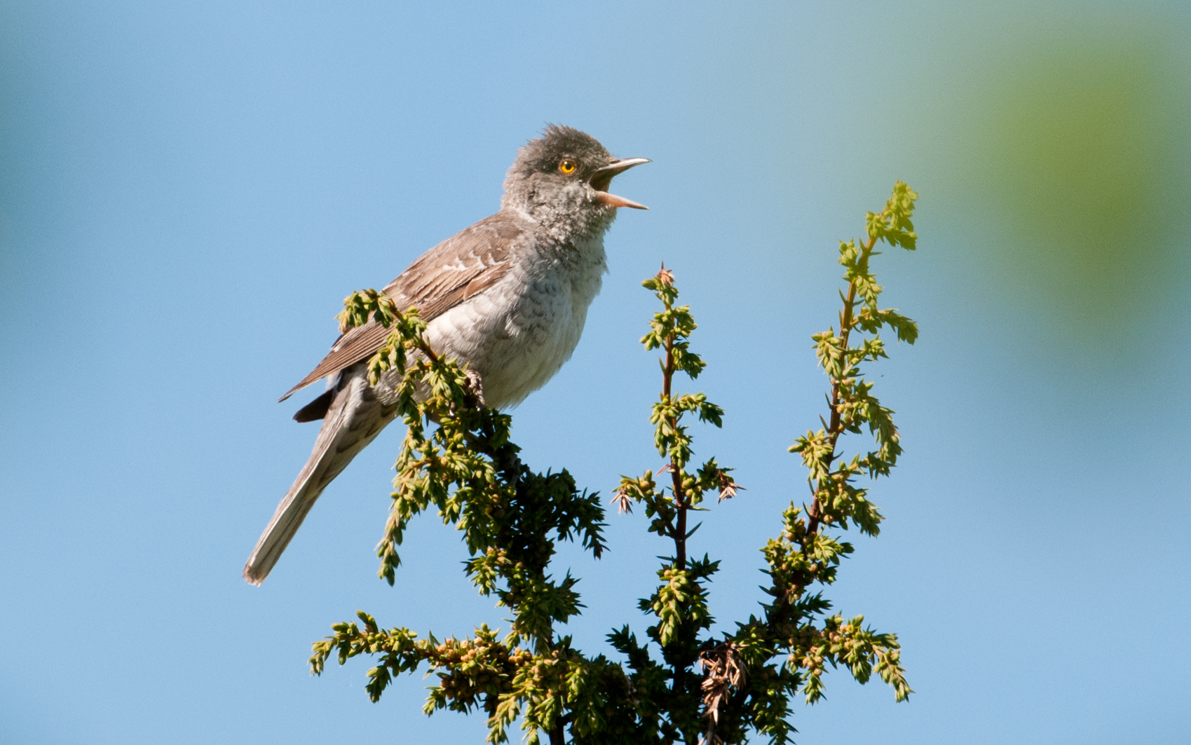 Kertut ovat mestarilaulajia