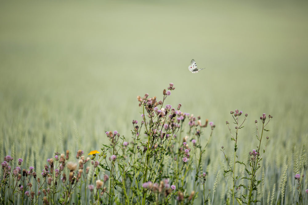 Isoapollo – maamme suurin perhonen on suojelun väliinputoaja