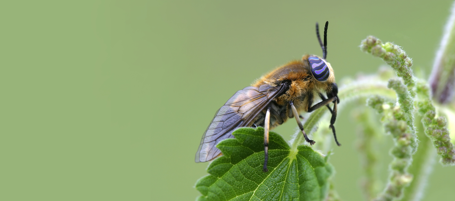 Lajikoulu: Tutustu paarmoihin
