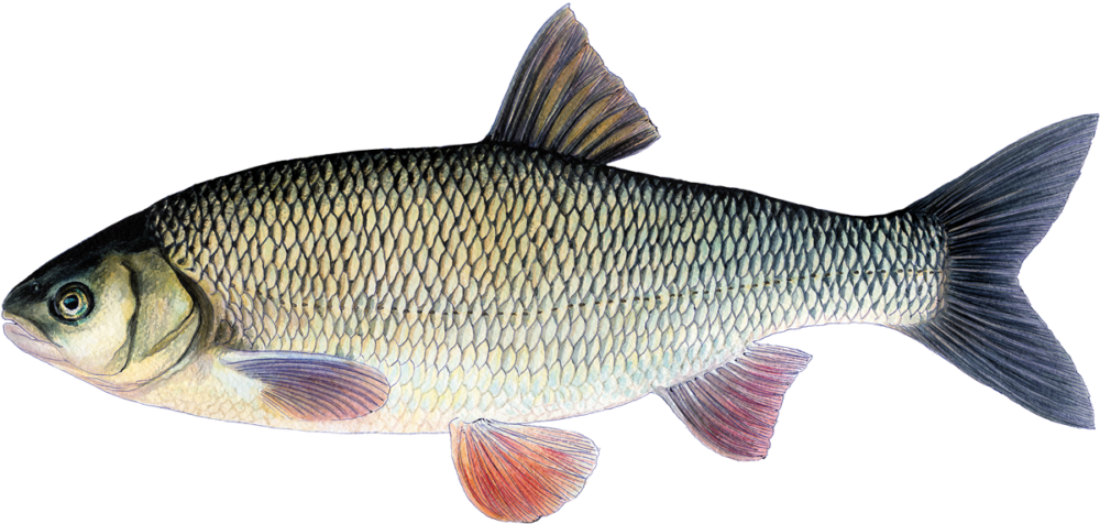 Säyne