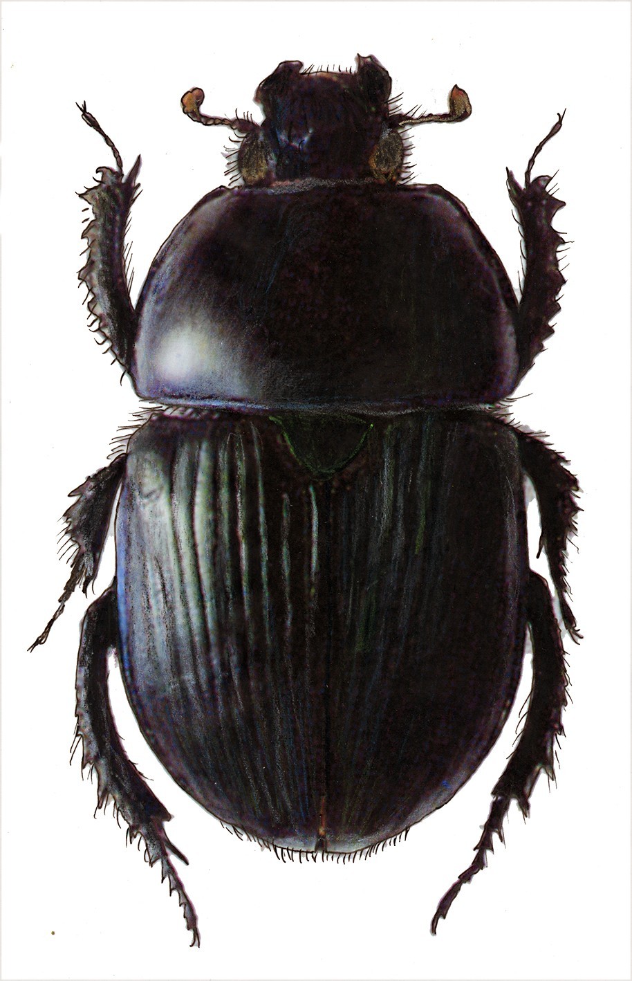 Testaa tietosi suurista koppiksista