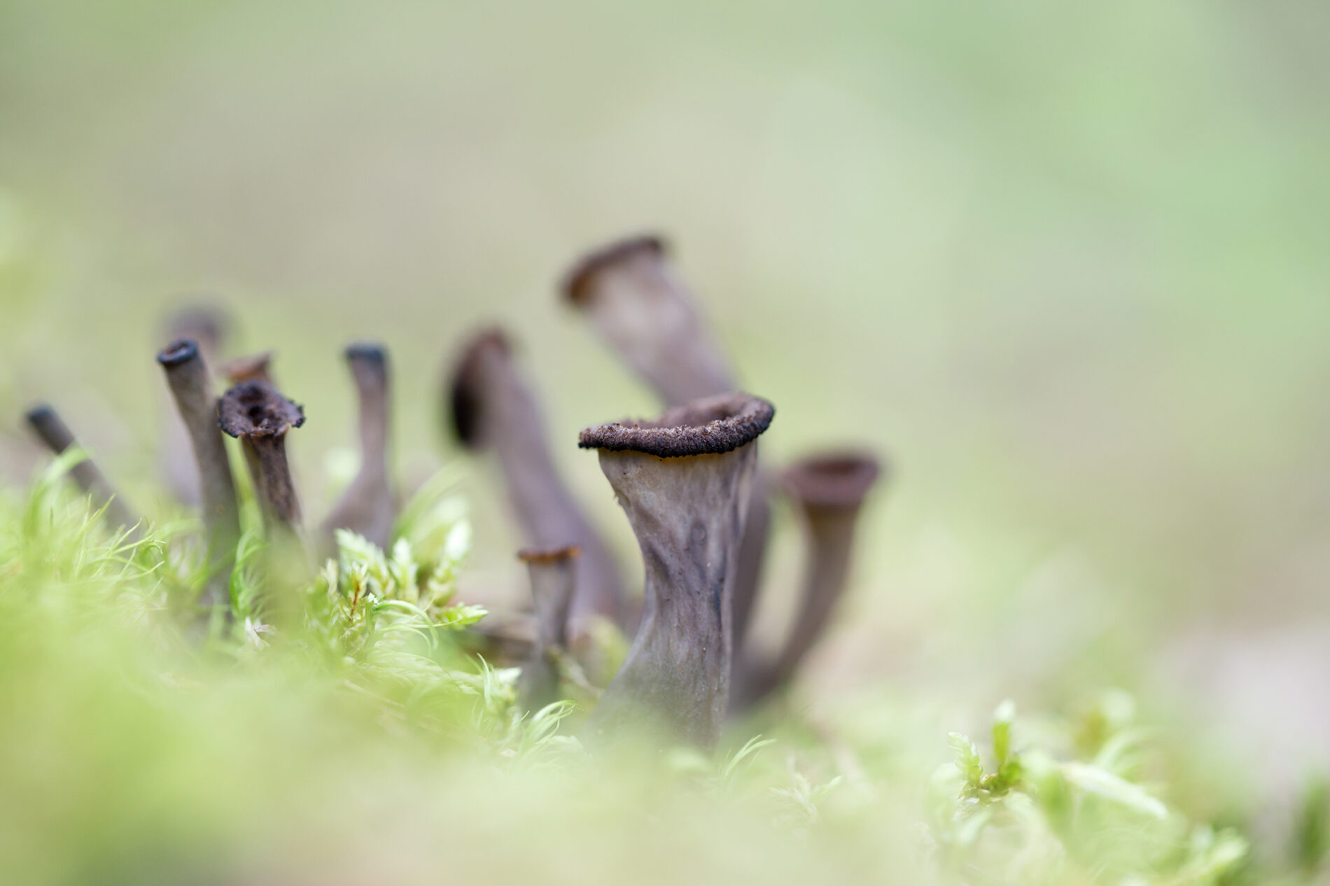 Lajikoulu: Opi tuntemaan torvisienet ja vahverot