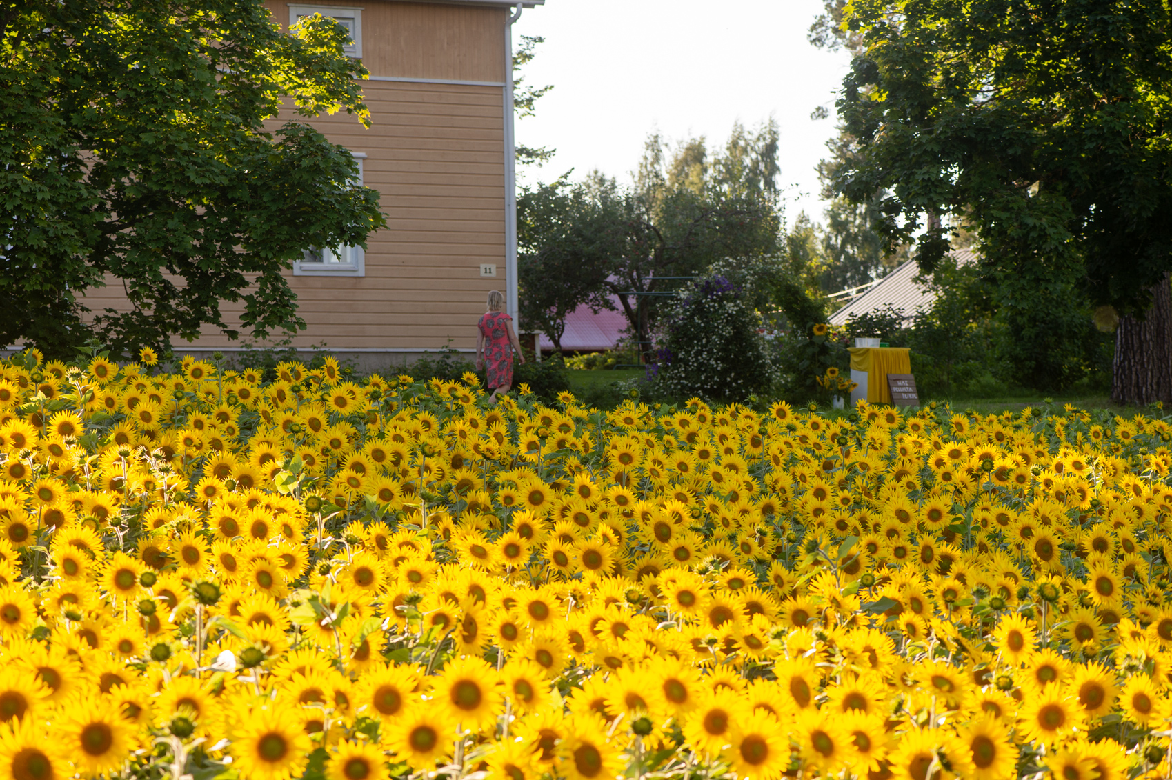 Auringonkukka parhaassa loistossaan