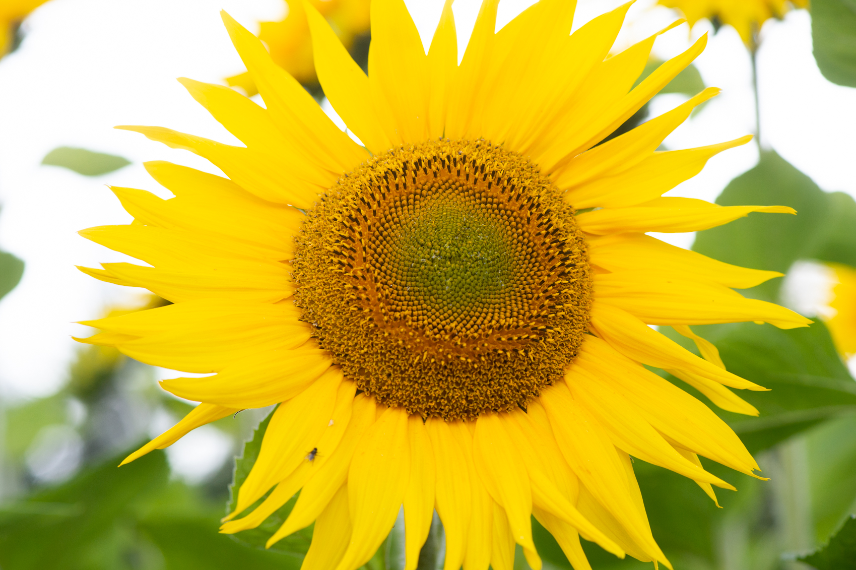 Auringonkukka parhaassa loistossaan