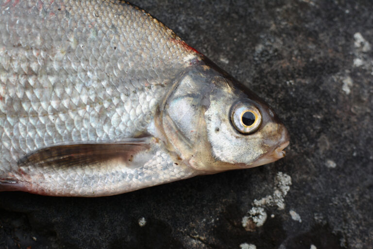 Ruutana voi elää talven hengittämättä