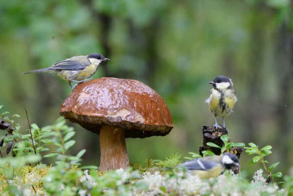Lajikoulu: Opi tunnistamaan tatit