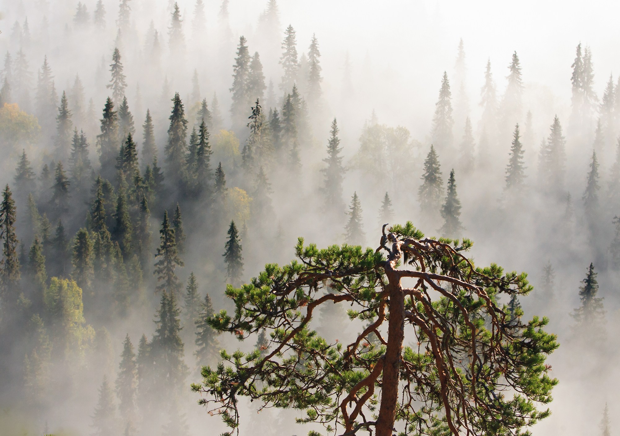 Suomen Luonto - Ligniini