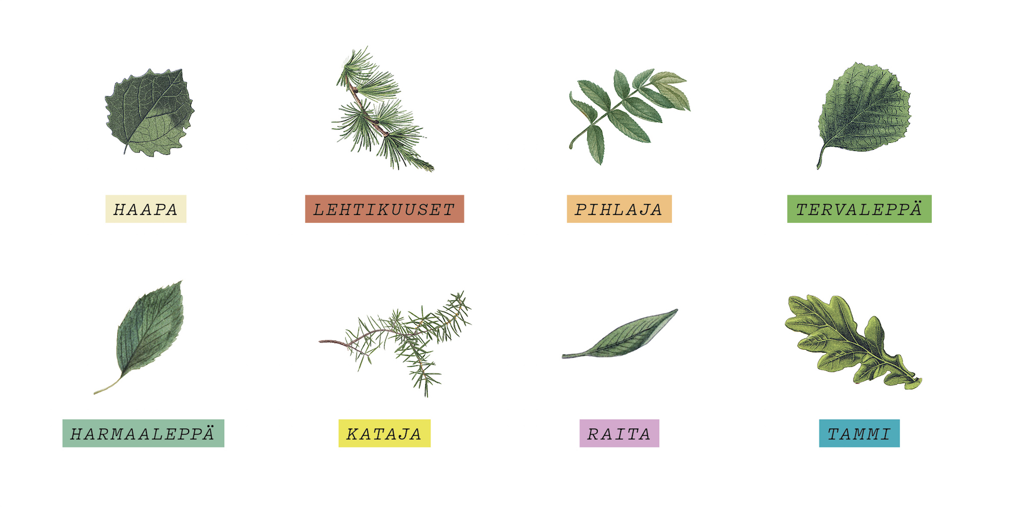 Suomen Luonto - Lajisto