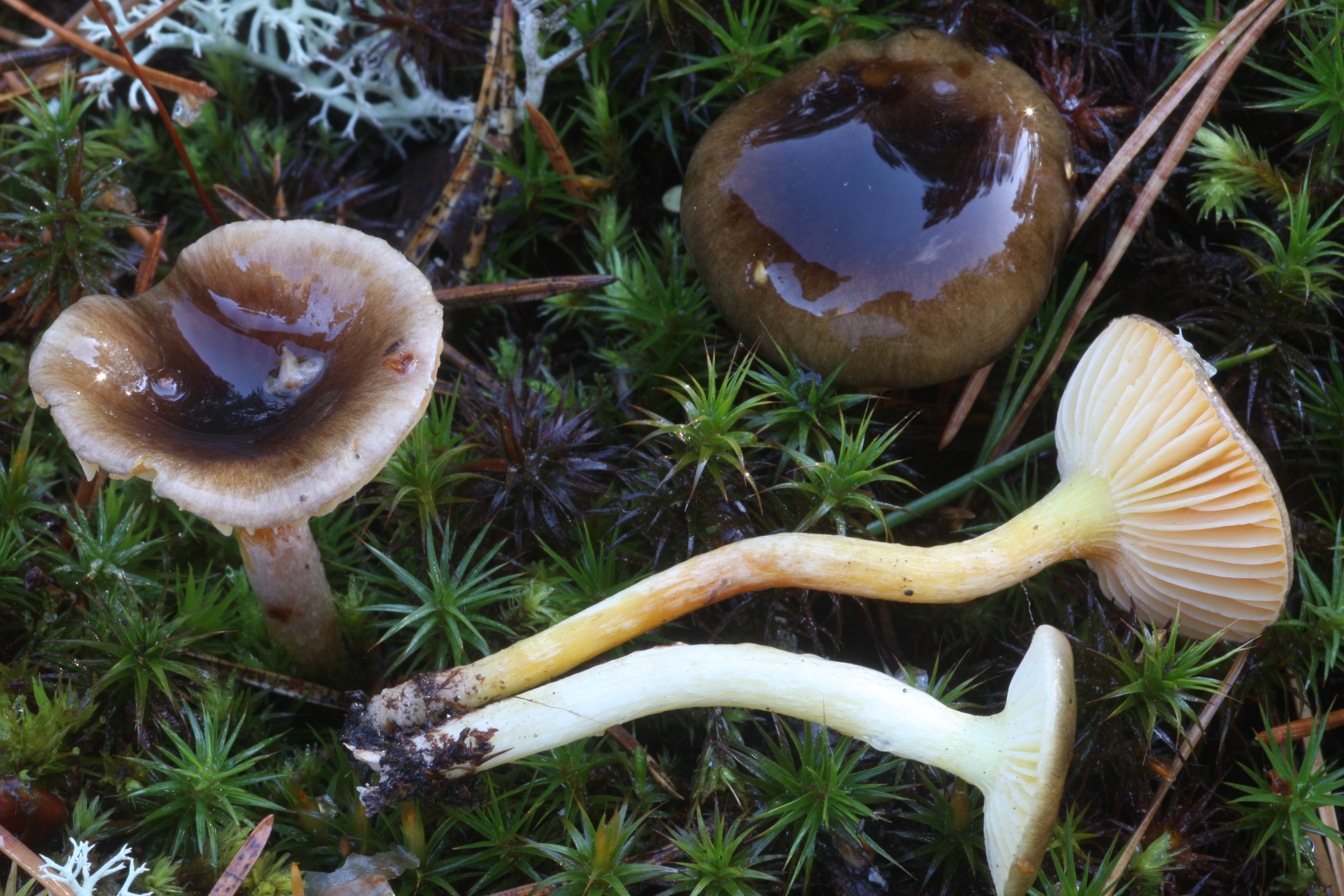 Suomen Luonto - Loppusyksyn-ruokasienet