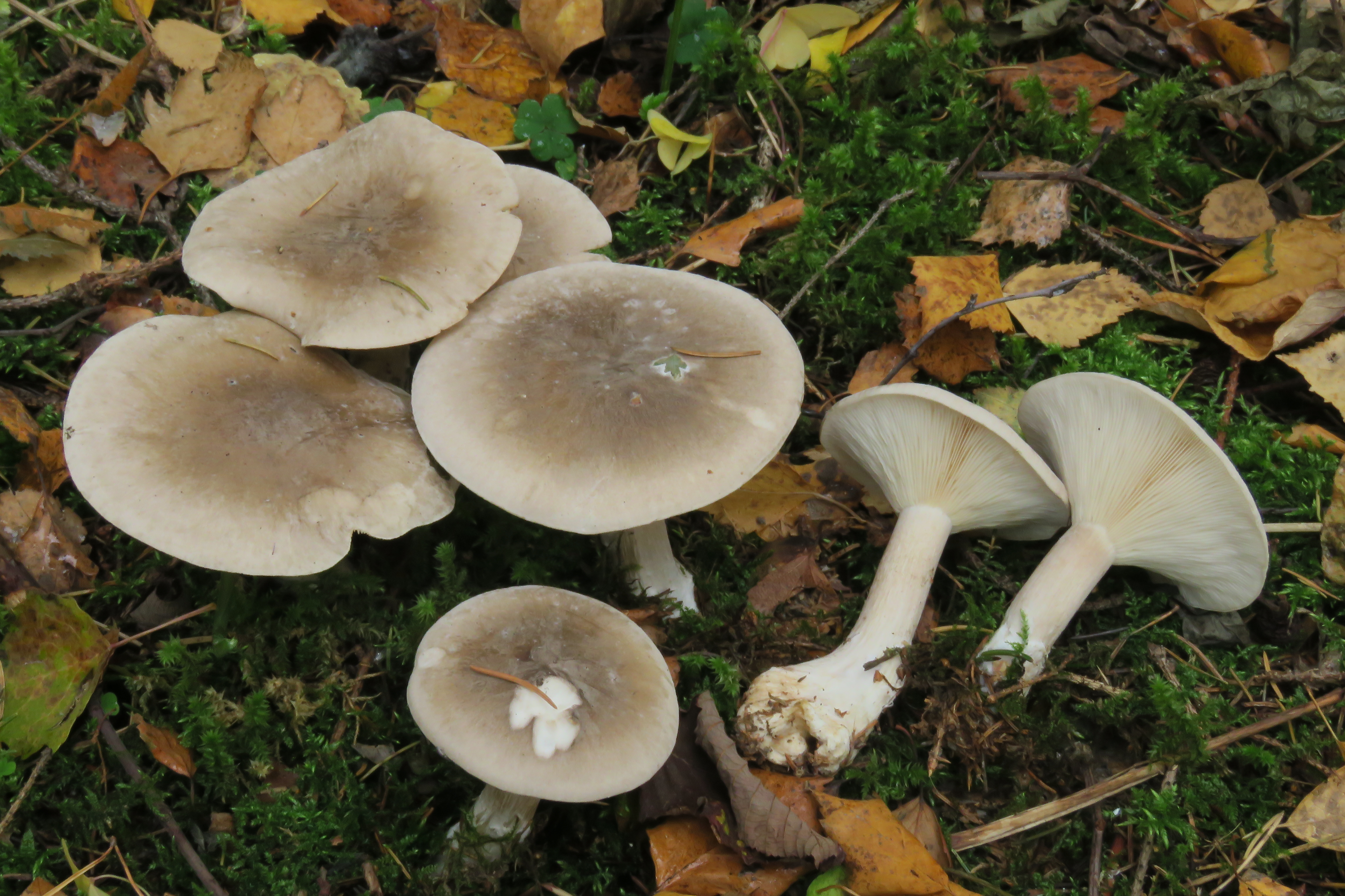 Suomen Luonto - Sienet