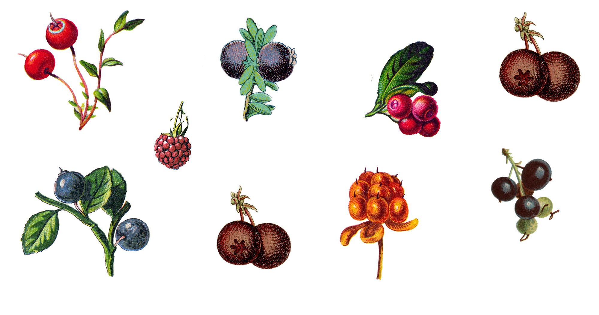 Suomen Luonto - Marjat