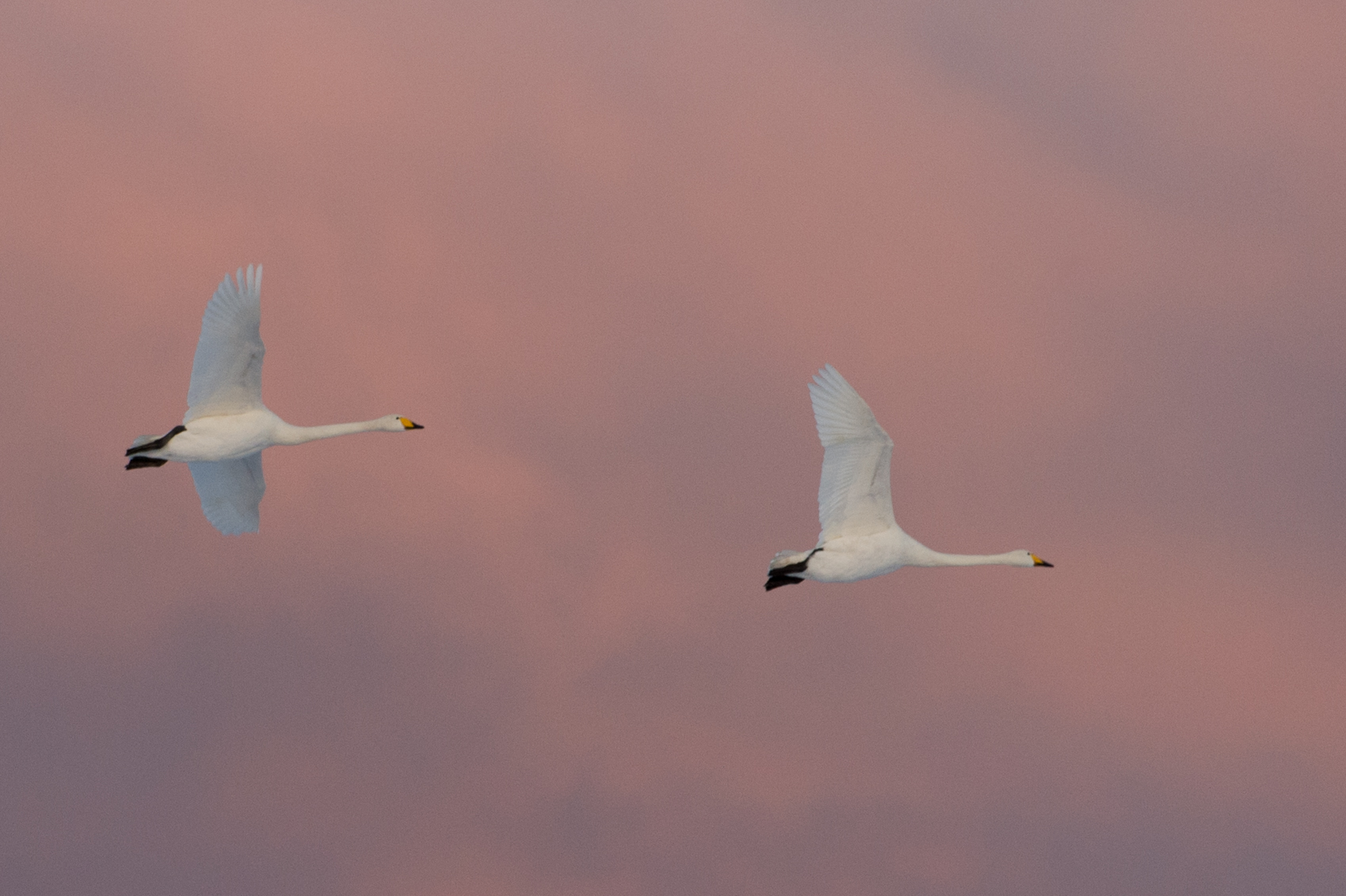 Viivytteleviä lintuja