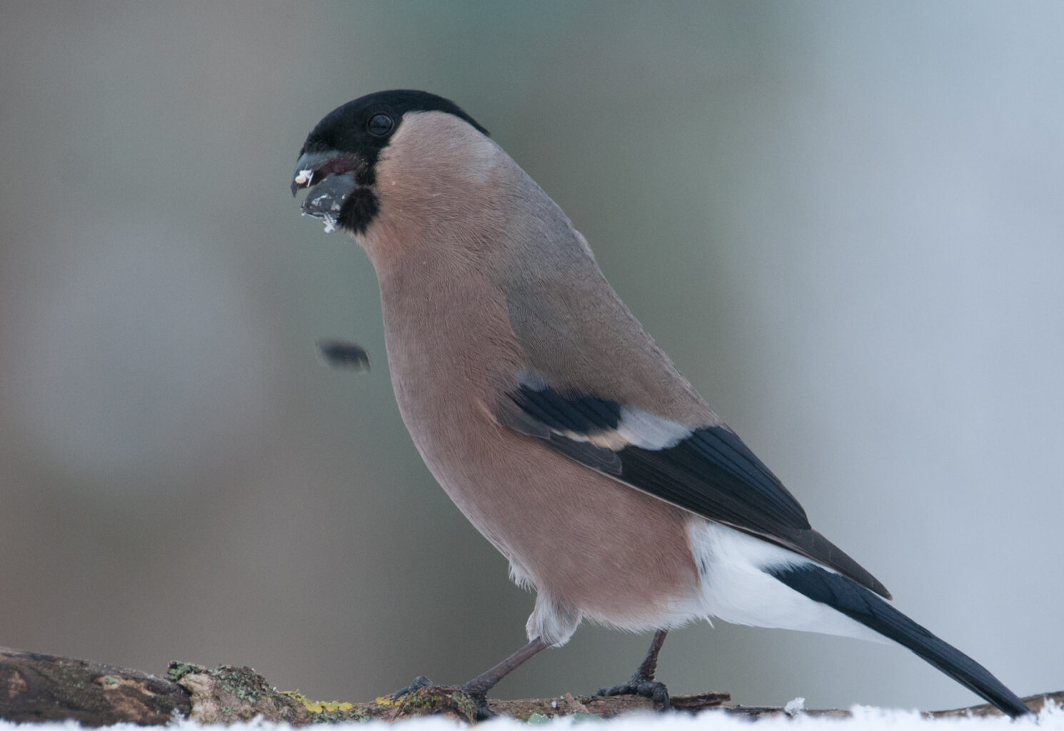 Punatulkkuja etsimässä?