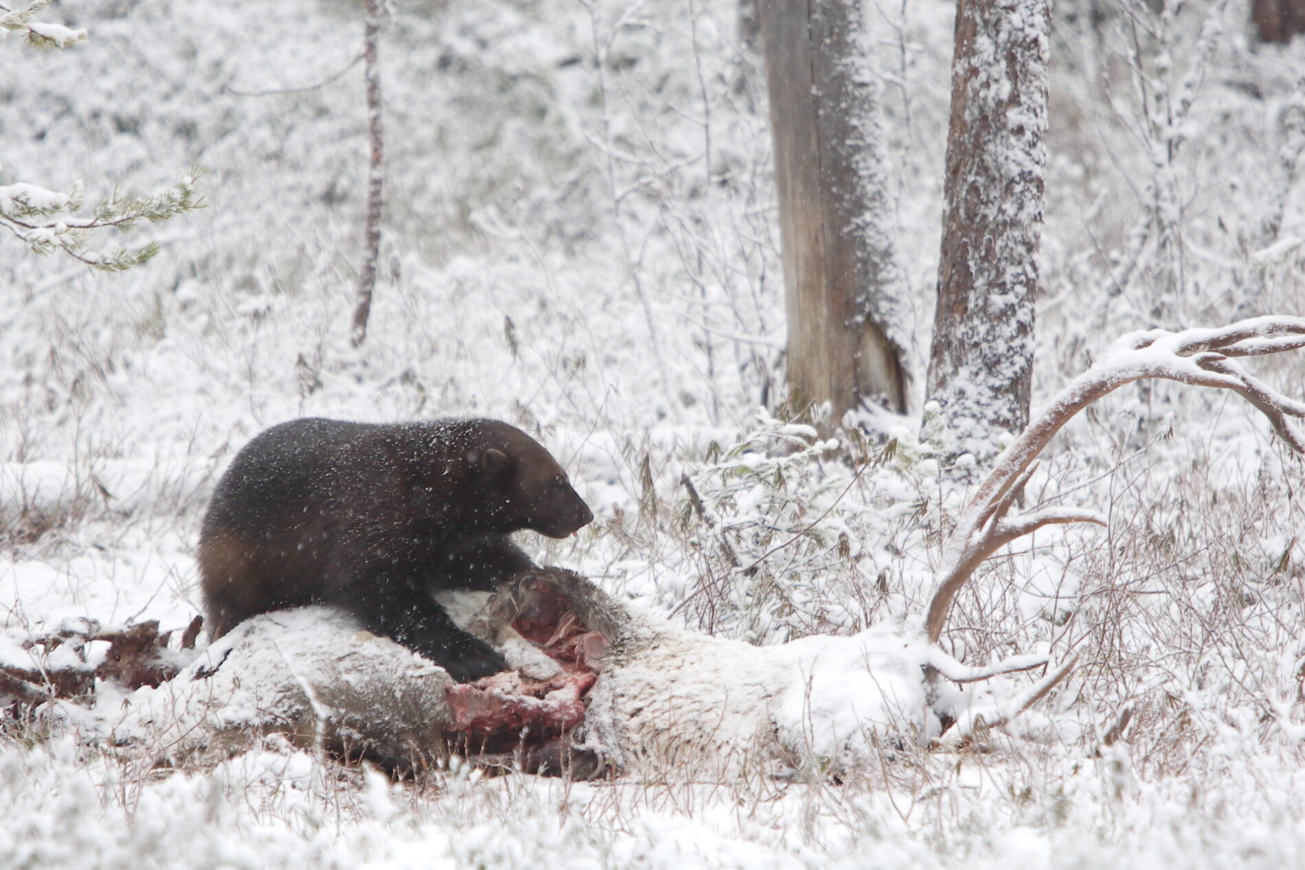Ahman pelastus voi olla levittäytyminen etelään