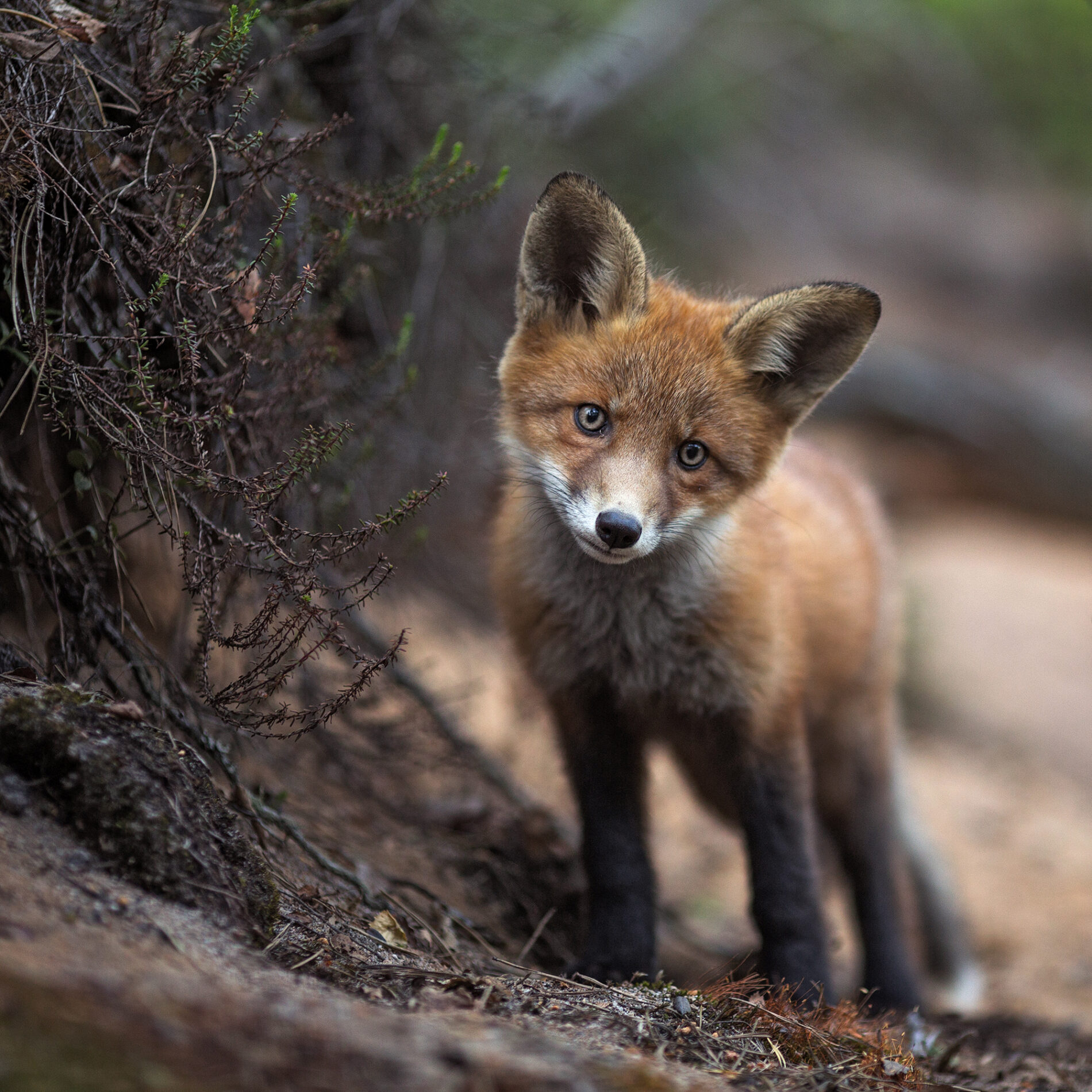 Suomen Luonto - Kettu
