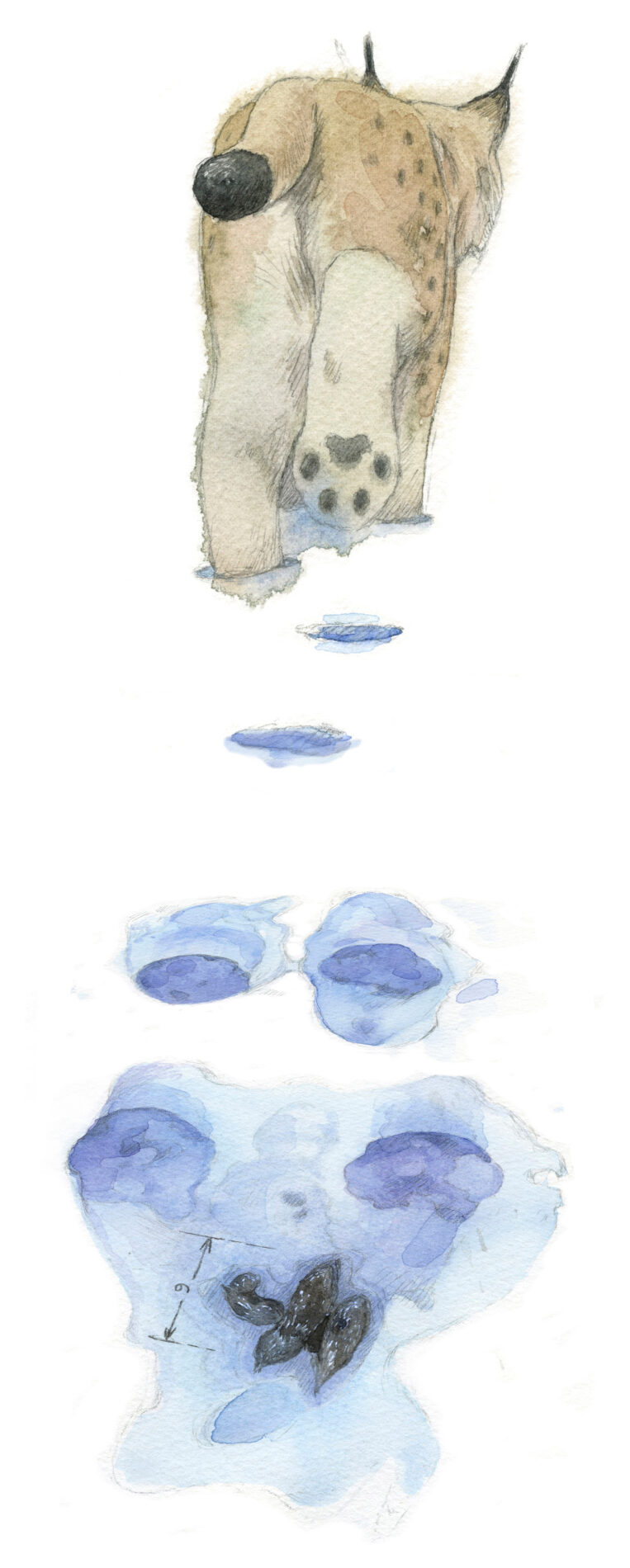 Kuka kakkasi? Testaa, tunnistatko eläinten jätökset!